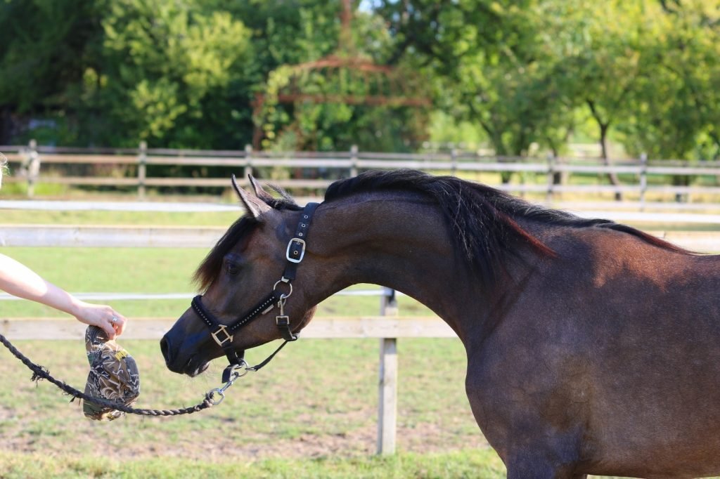 About Me - van Gils Showtraining