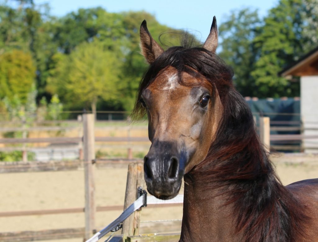 About Me - van Gils Showtraining